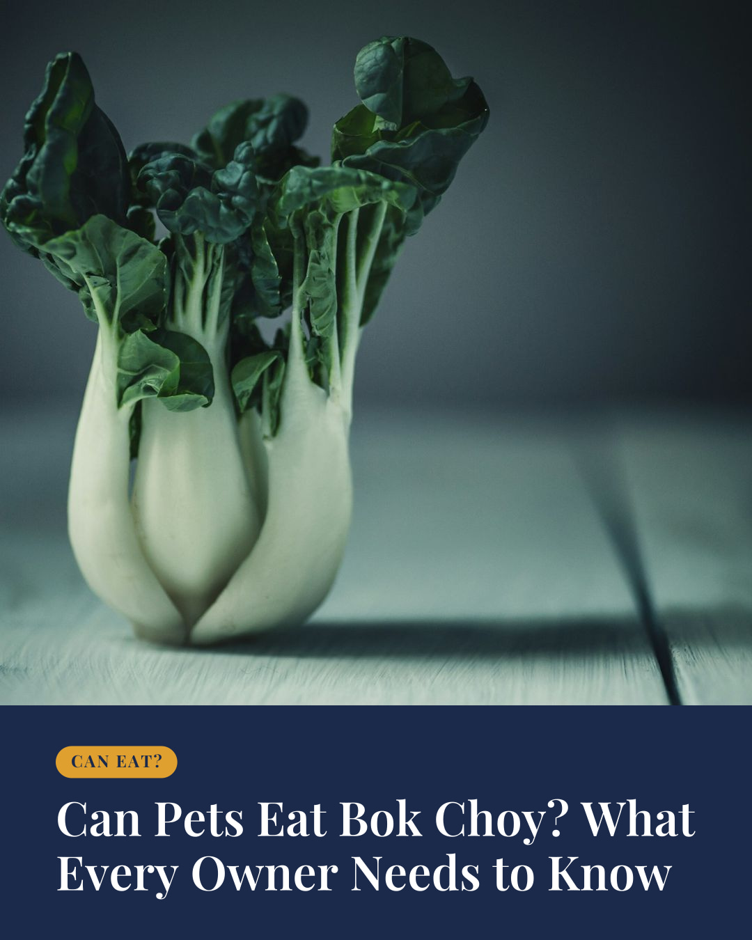 Can Pets Eat Bok Choy? What Every Owner Needs to Know | The Fetch