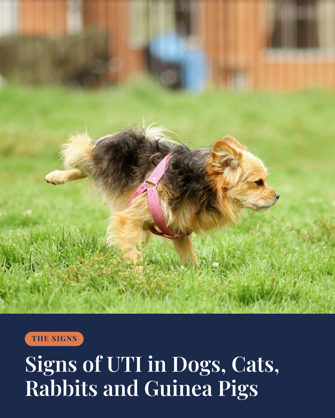 Signs of UTI in Dogs, Cats, Rabbits and Guinea Pigs | The Fetch